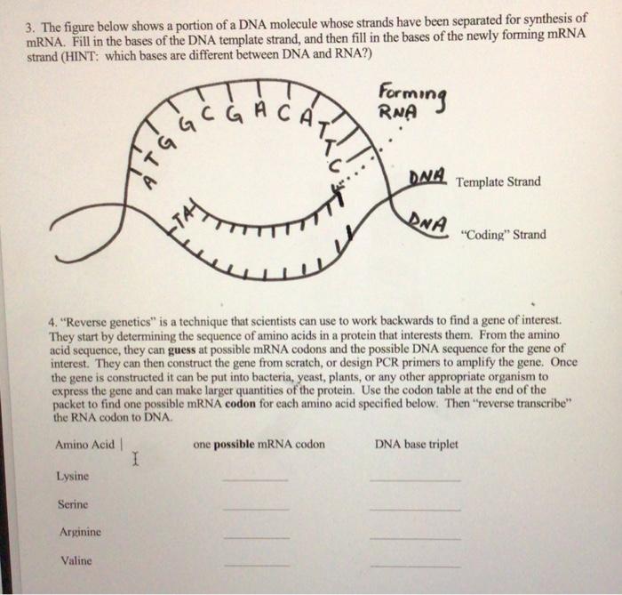 Solved 3. The figure below shows a portion of a DNA molecule | Chegg.com