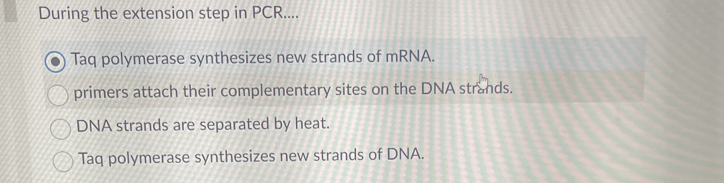 Solved During the extension step in PCR....Taq polymerase | Chegg.com