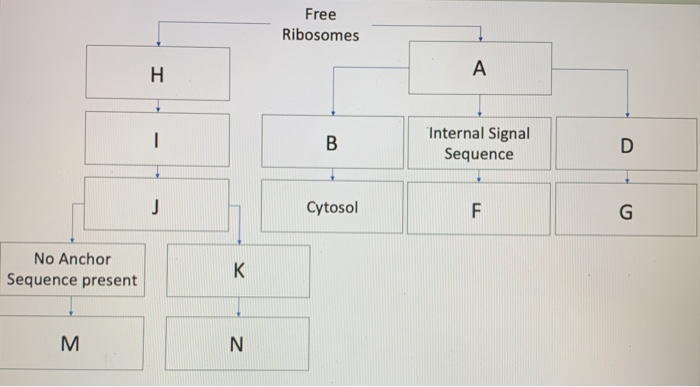 Solved Free Ribosomes Internal Signal Sequence Cytosol No | Chegg.com