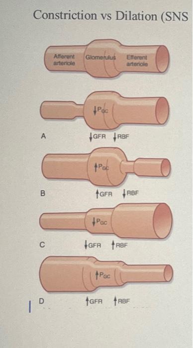 Solved why does vasoconstriction of the afferent arteriole | Chegg.com