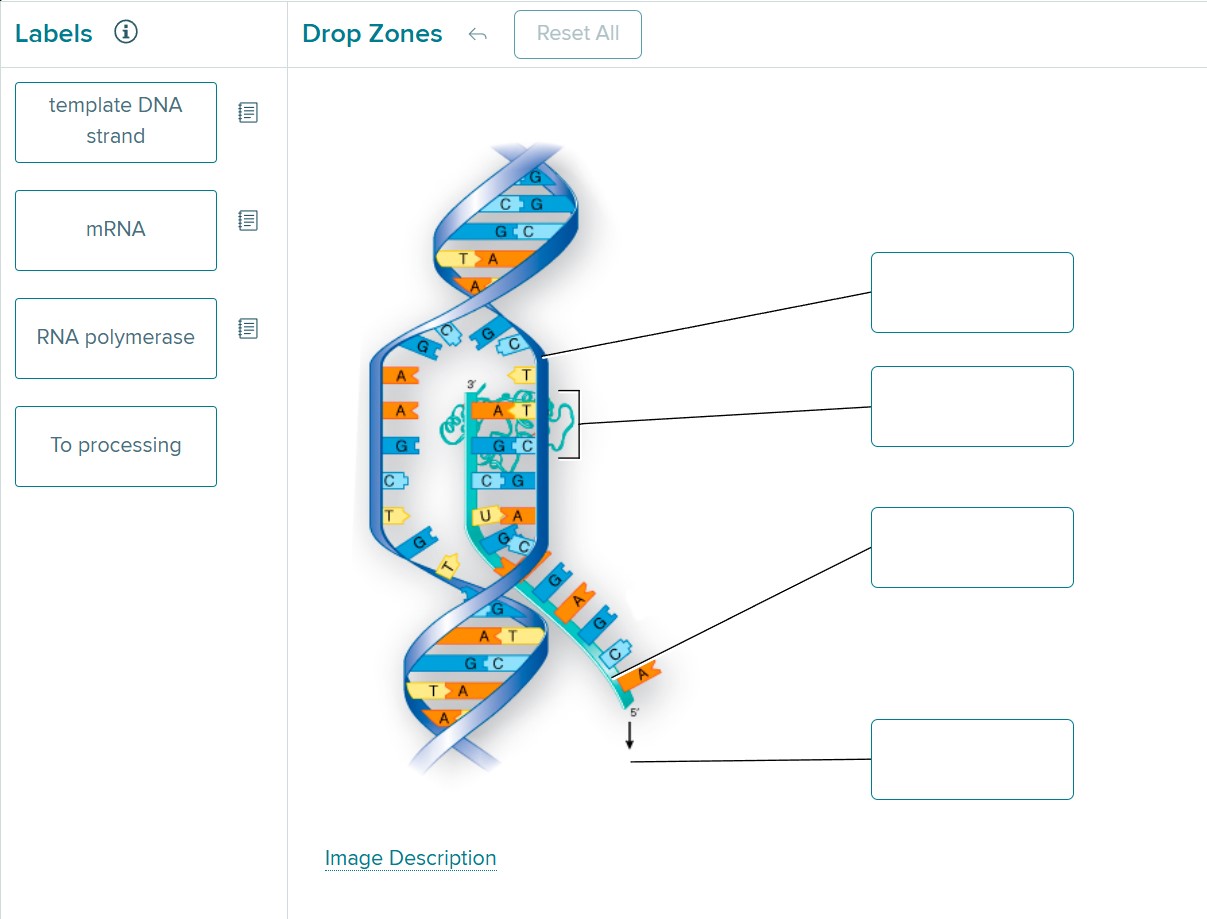 Solved Label the image below showing an overview of | Chegg.com