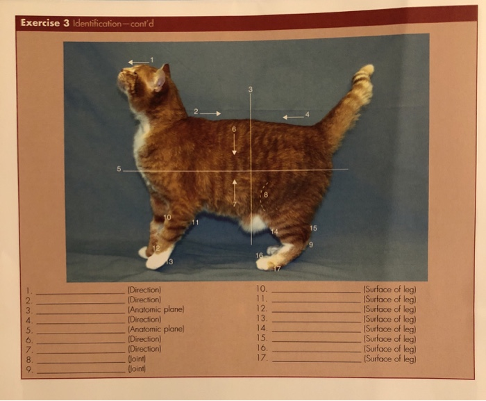 Solved BOX 1-3 Common Regional Terms Barrel: Trunk of the | Chegg.com