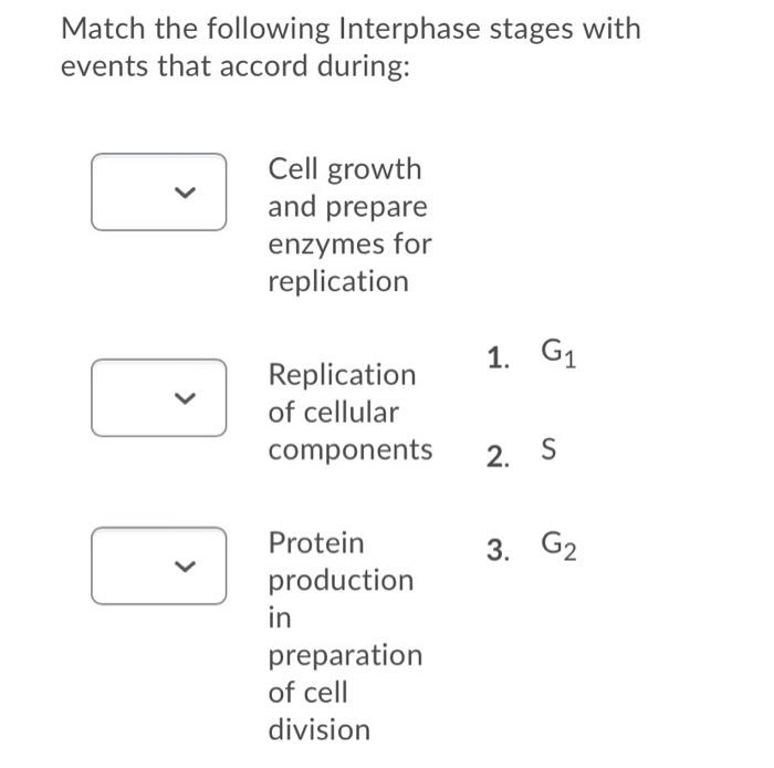 Solved Match the following Interphase stages with events | Chegg.com