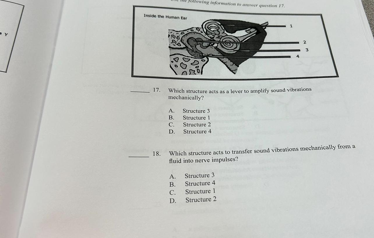 Solved Which structure acts as a lever to amplify sound | Chegg.com