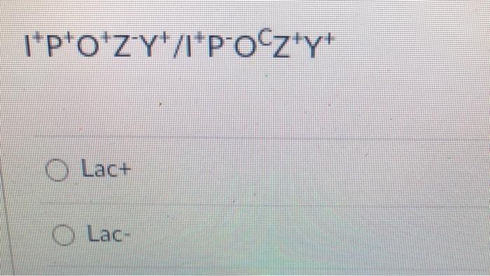 Solved Lac operon: Lac + means the partial diploid | Chegg.com