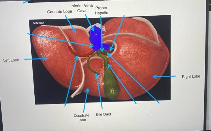 Solved Inferior Vena Proper Caudate Lobe Cava Hepatic | Chegg.com