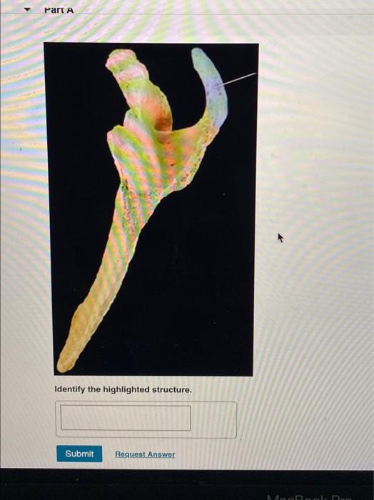 Solved Part A Identify the highlighted structure. Submit | Chegg.com