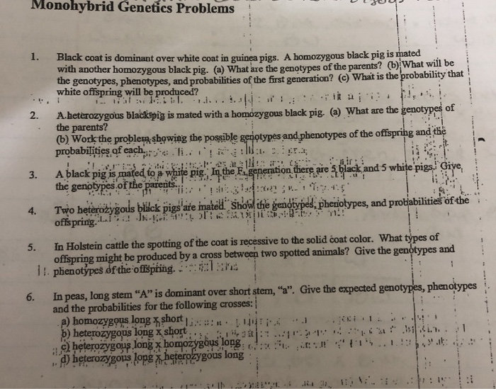 Solved Monohybrid Genetics Problems 5. 1 ילן 1. Black coat | Chegg.com