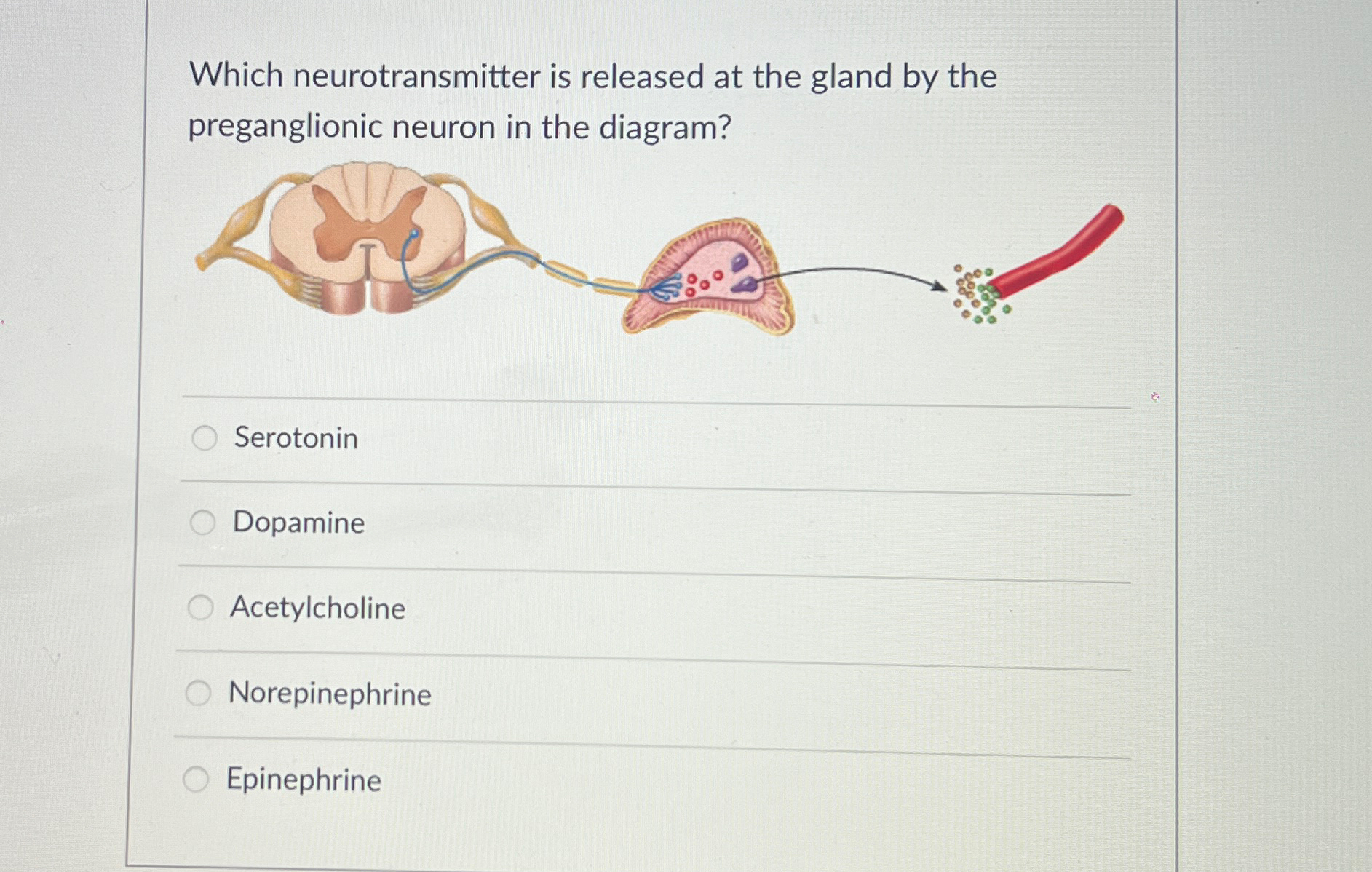 Solved Which neurotransmitter is released at the gland by | Chegg.com