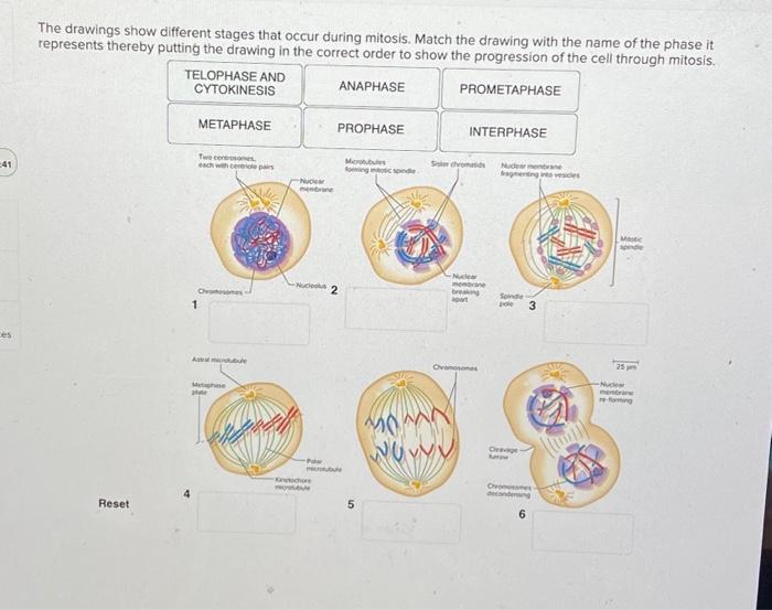 Solved The drawings show different stages that occur during | Chegg.com
