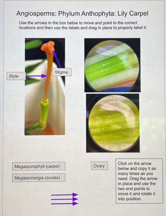Solved Angiosperms: Phylum Anthophyta: Lily Carpel Use the | Chegg.com