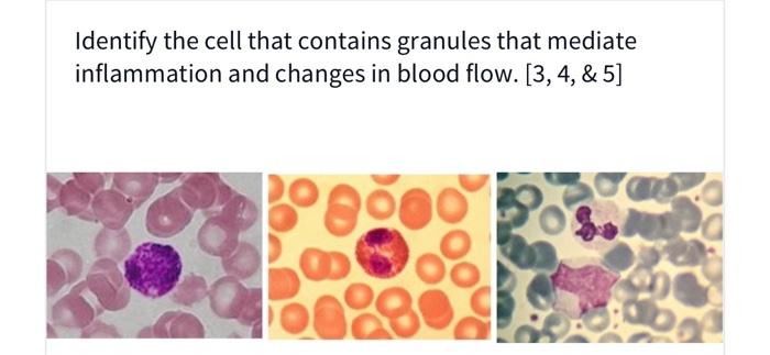 Solved Identify the cell that contains granules that mediate | Chegg.com