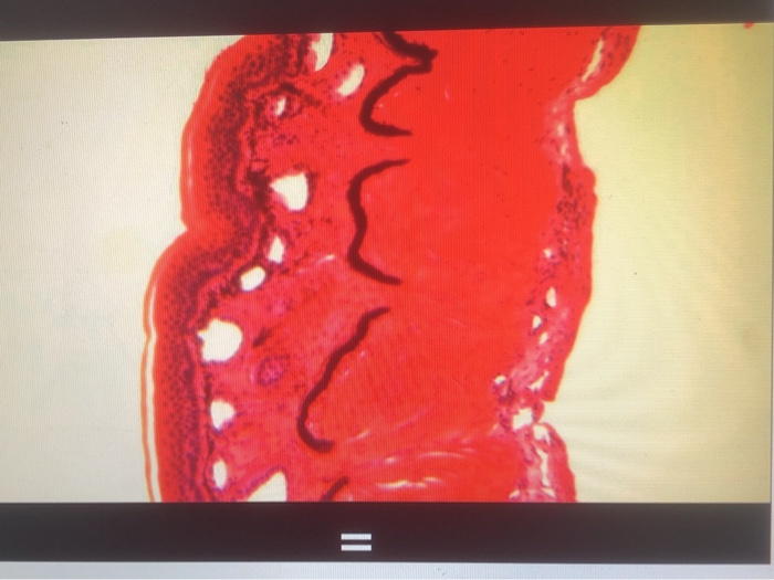 EXPERIMENT 1: EXAMINING SKIN, BONES AND MUSCLE | Chegg.com