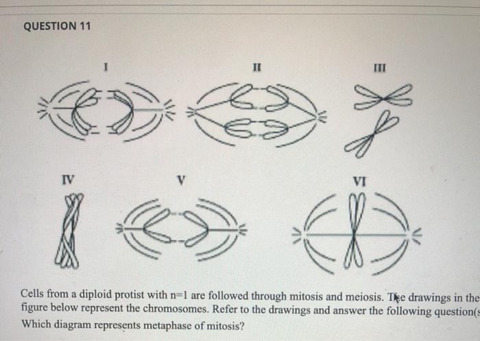 Solved II TIT es IV V VI Cells from a diploid protist with | Chegg.com