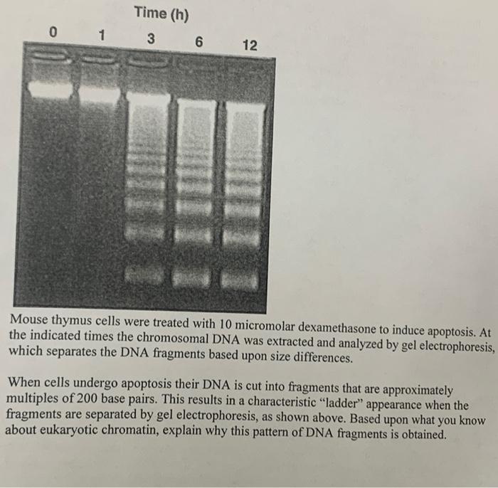 Solved Time (h) 1 3 0 6 12 Mouse thymus cells were treated | Chegg.com