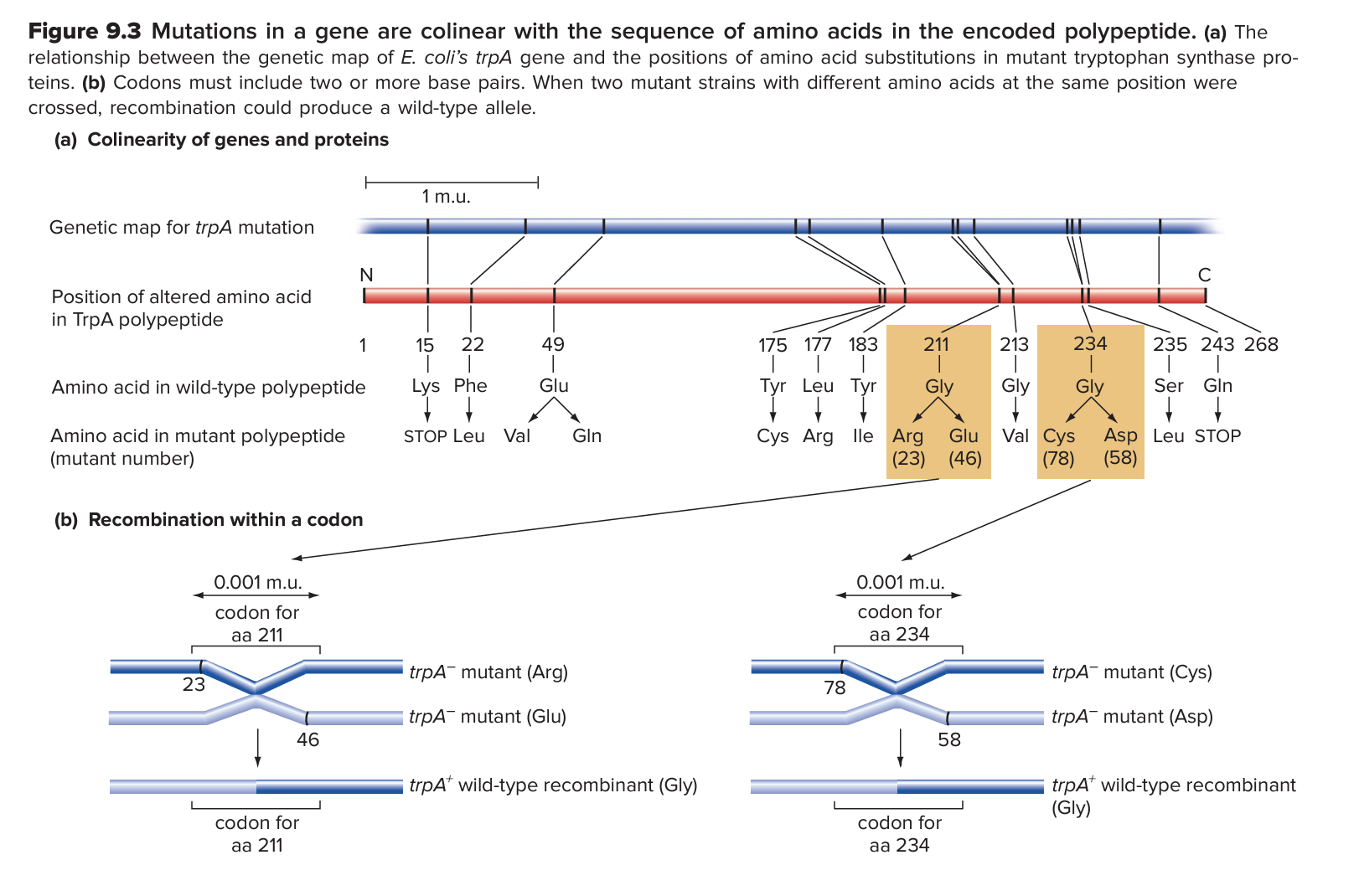 Solved (a) ﻿ In Fig. 9.3, ﻿the physical map (the number of | Chegg.com