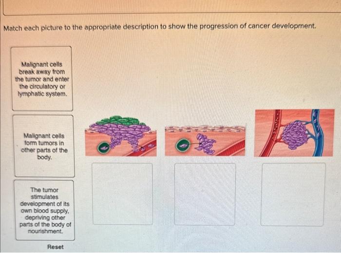 Solved Match each picture to the appropriate description to | Chegg.com
