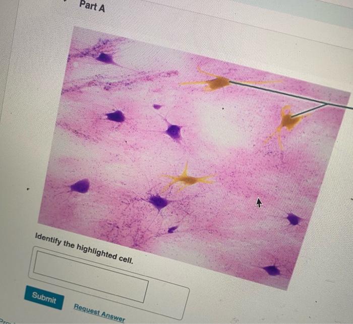 Solved PAL: Histology > Nervous Tissue > Lab Practical > | Chegg.com