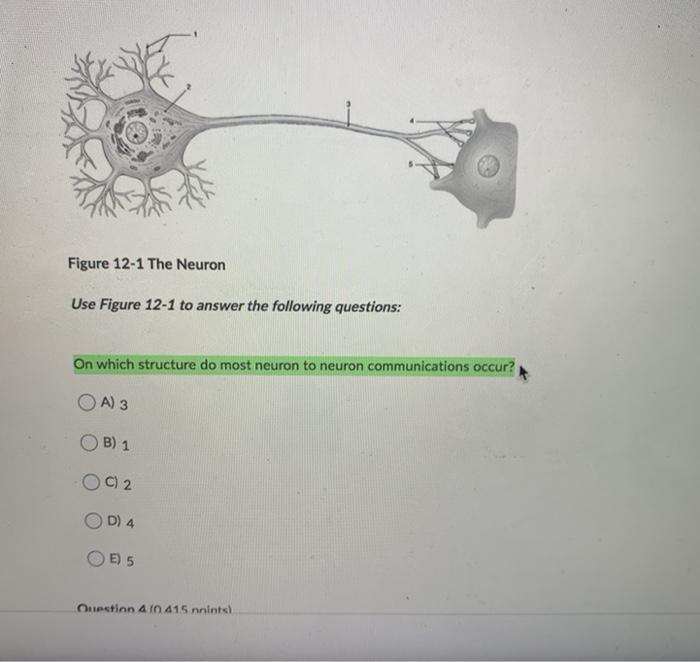 Solved Figure 12-1 The Neuron Use Figure 12-1 to answer the | Chegg.com Solved Figure 12-1 The Neuron Use Figure 12-1 to answer the | Chegg.com