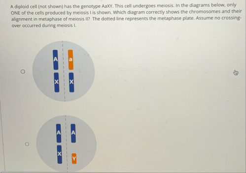 Solved A diploid cell (not shown) ﻿has the genotype AaXY. | Chegg.com