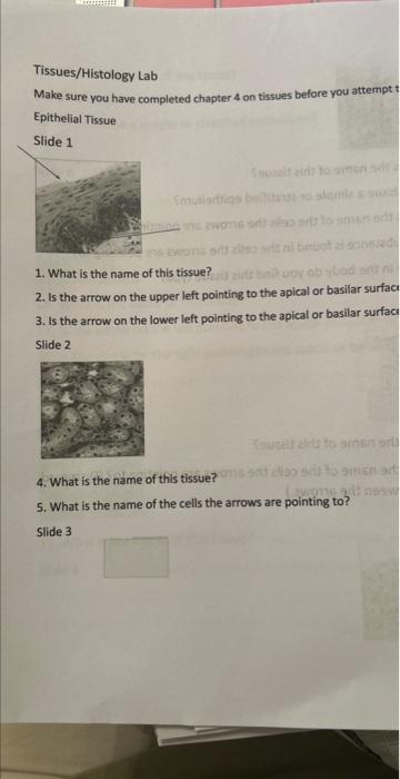 Solved Tissues/Histology Lab Make sure you have completed | Chegg.com