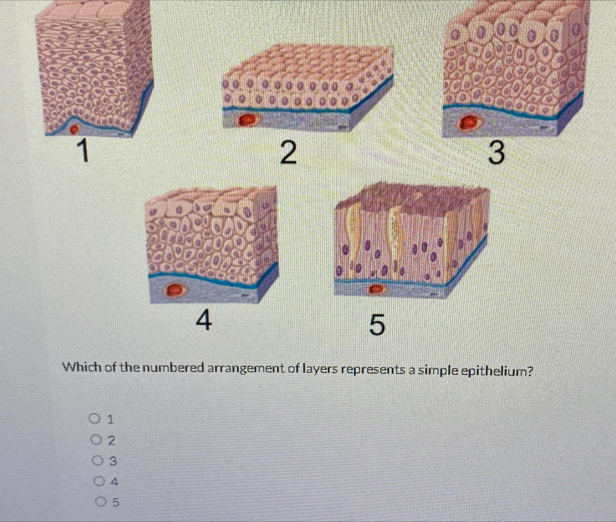 Solved Which of the numbered arrangement of layers | Chegg.com