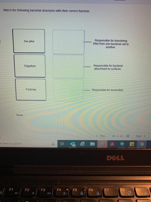 Solved Match the following bacterial structures with their | Chegg.com