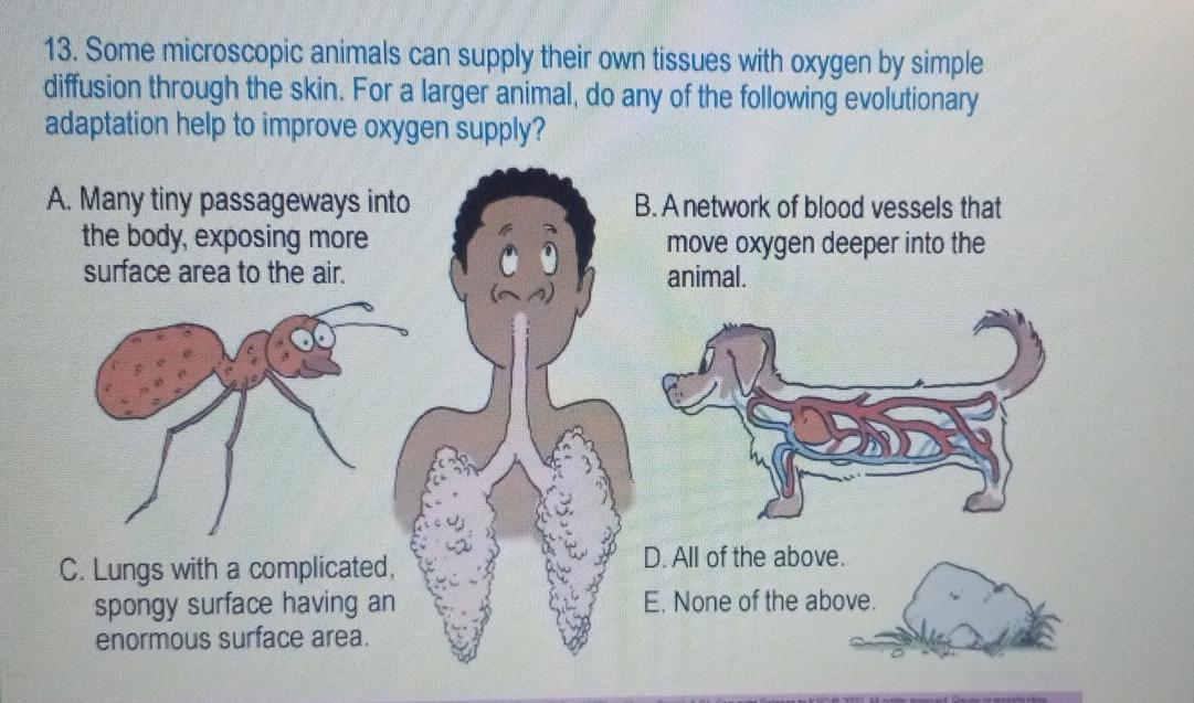 Solved 13. Some microscopic animals can supply their own | Chegg.com