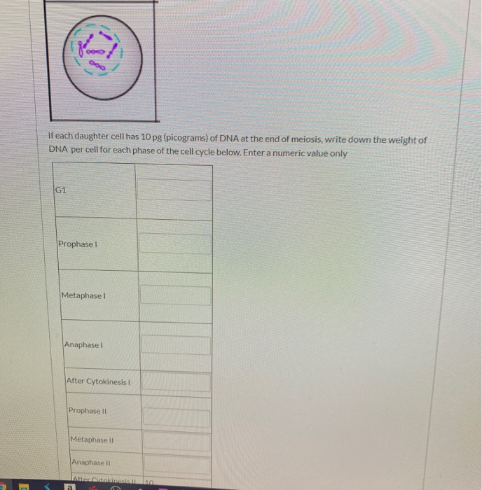 Solved If each daughter cell has 10 pg (picograms) of DNA at | Chegg.com