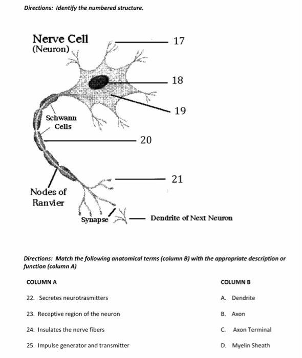 Solved Directions: Identify the numbered structure. Nerve | Chegg.com