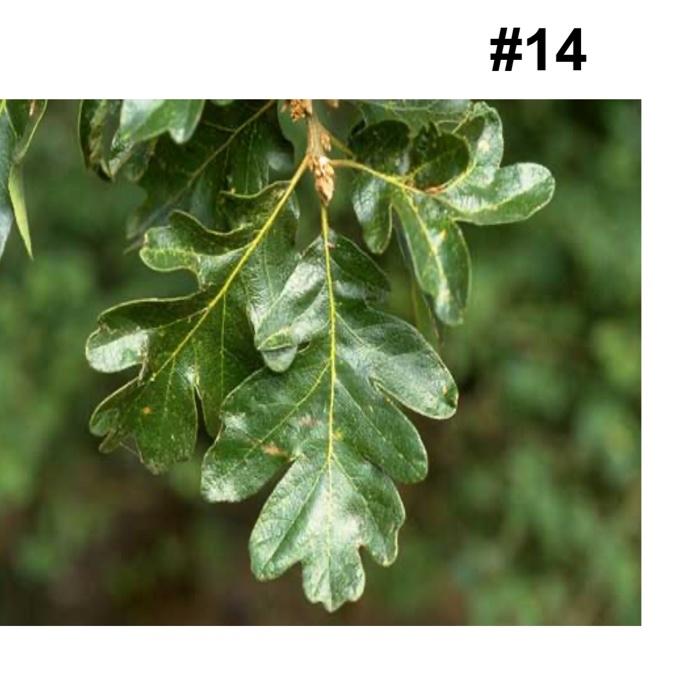 Solved #14 | Chegg.com