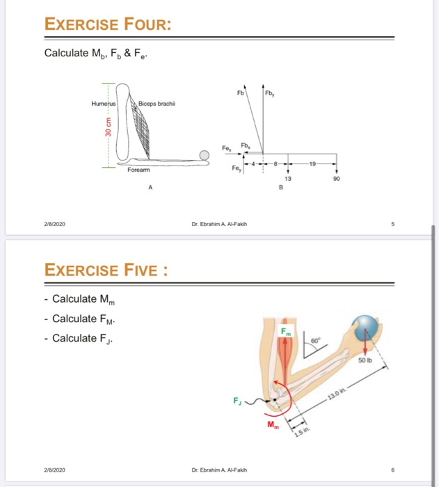 Solved EXERCISE FOUR: Calculate Mb, F. & Fe Fb Fb Humetus / | Chegg.com