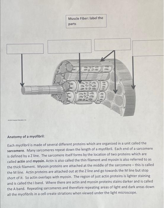 Solved Muscle Fiber: label the parts Anatomy of a myofibril: | Chegg.com Solved Muscle Fiber: label the parts Anatomy of a myofibril: | Chegg.com