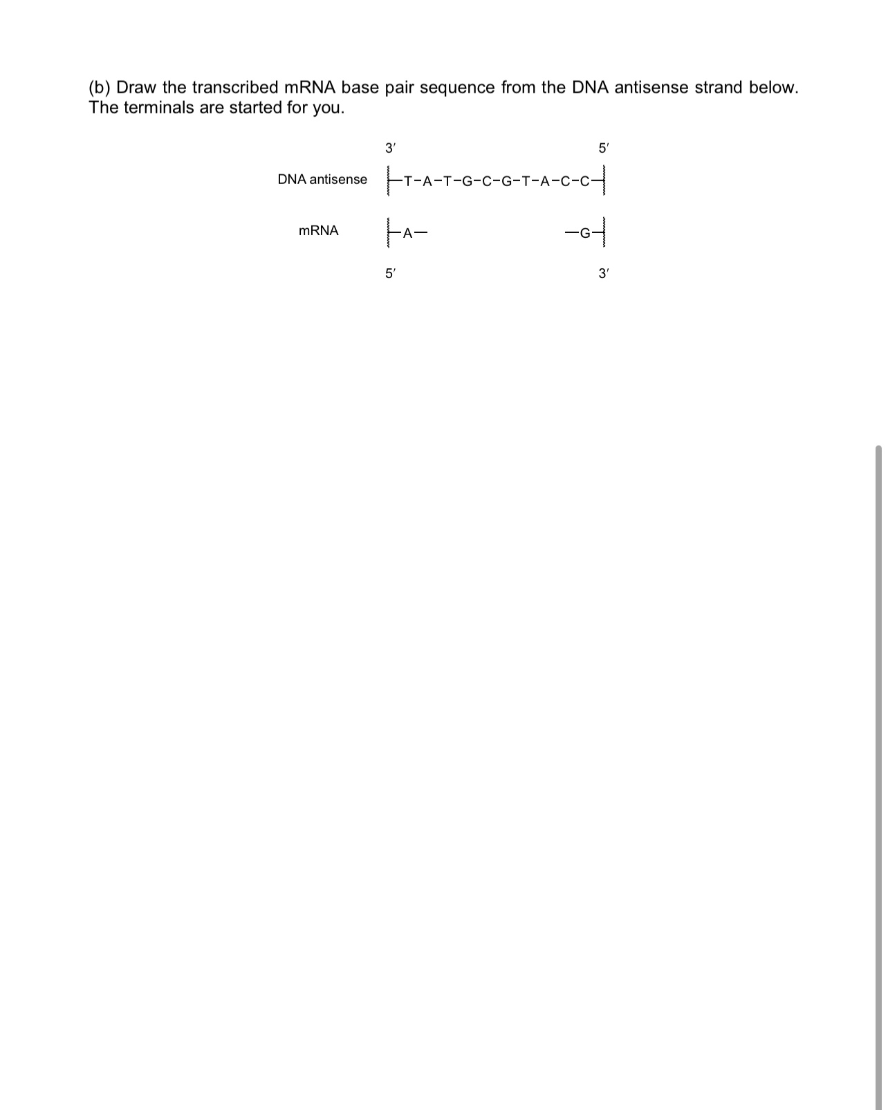 Solved (b) ﻿Draw the transcribed mRNA base pair sequence | Chegg.com