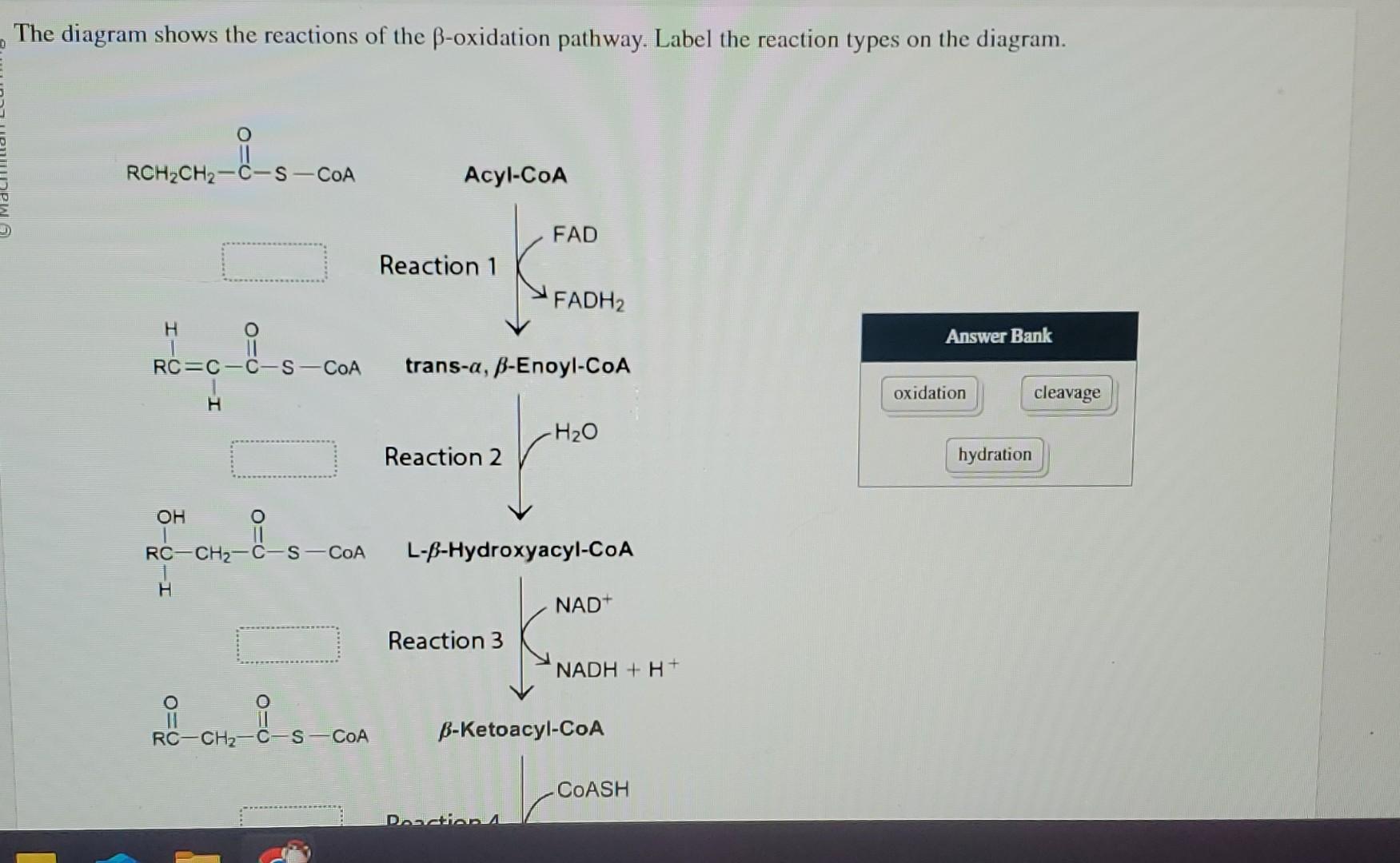 Solved The diagram shows the reactions of the β-oxidation | Chegg.com