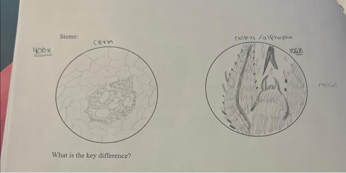 Solved What is the key difference? | Chegg.com