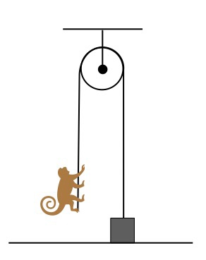 Solved A 10 kg monkey holds on to one end of a rope that | Chegg.com