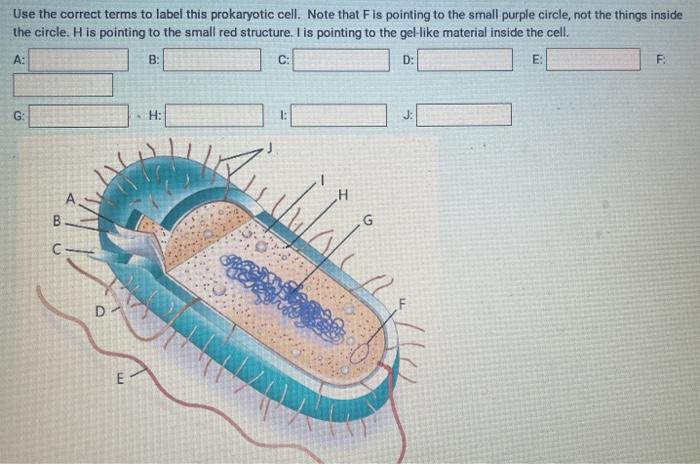 Solved Use the correct terms to label this prokaryotic cell. | Chegg.com