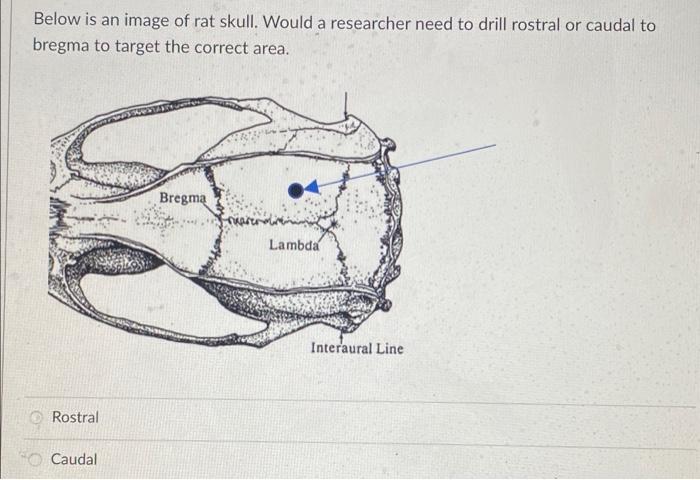 Solved Below is an image of rat skull. Would a researcher | Chegg.com
