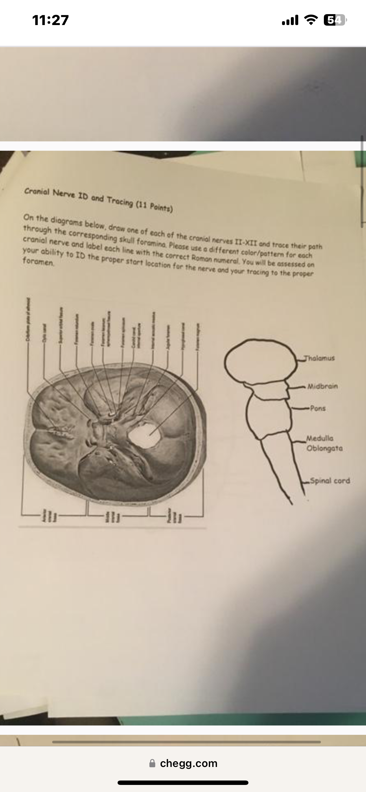 Solved Cranial Nerve IO and Tracing (11 ﻿Points) ﻿On the | Chegg.com