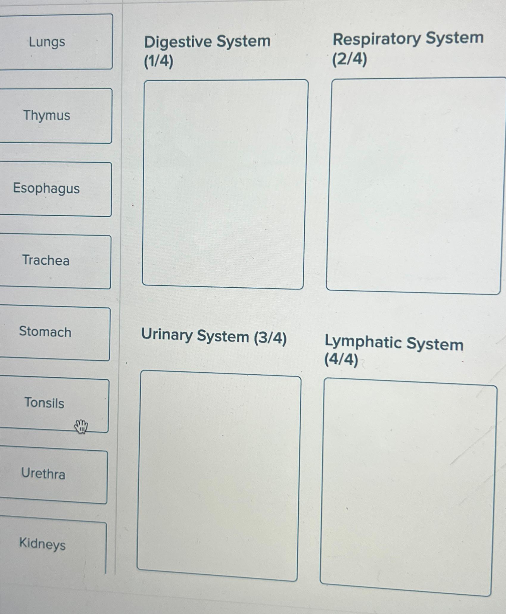 Solved LungsEsophagusUrinary System | Chegg.com