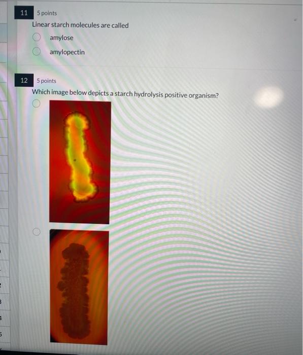 Solved 5 points Linear starch molecules are called amylose | Chegg.com