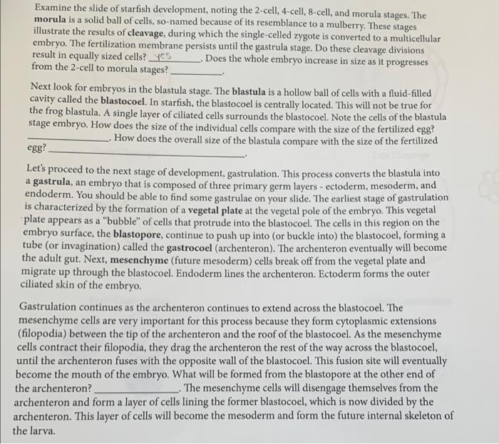 Solved Examine the slide of starfish development, noting the | Chegg.com