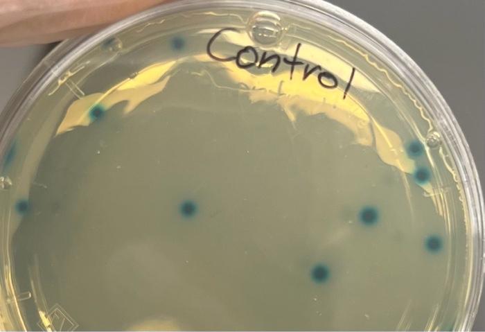 Solved blue/white cloning of dna fragments and assay of beta | Chegg.com