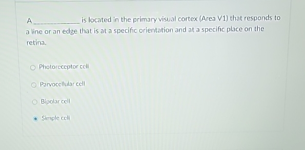 Solved A is located in the primary visual cortex (Area V1) | Chegg.com