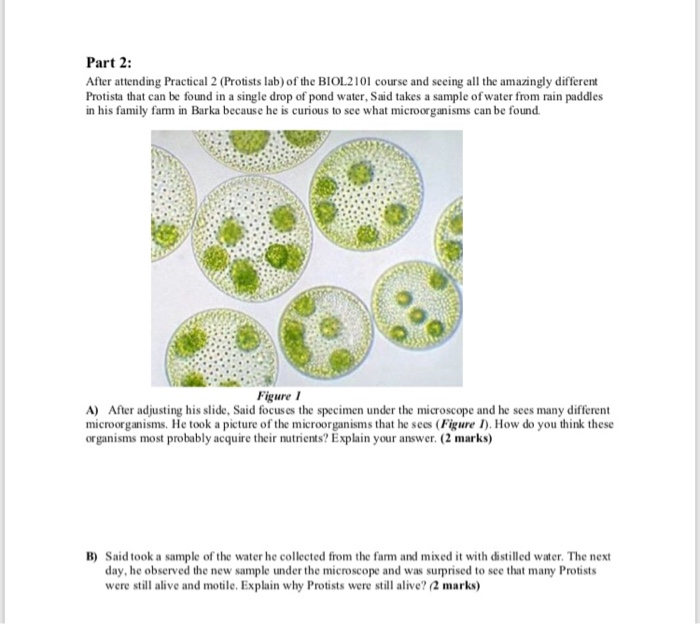 Protists Pond Water