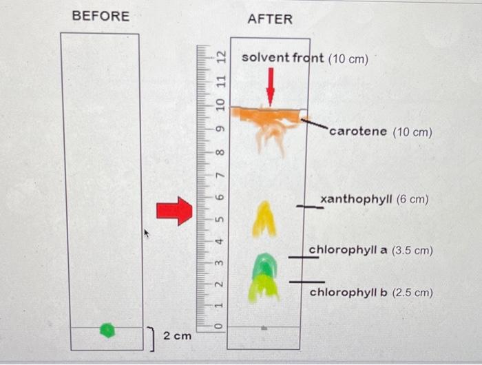 Solved In chromatography of plant extract, we calculated the | Chegg.com