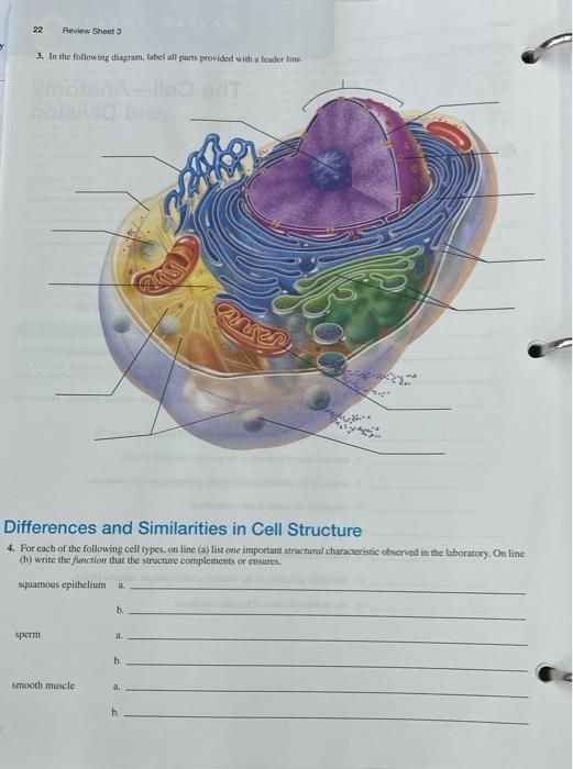 Solved Observing Differences and Similarities in Cell | Chegg.com