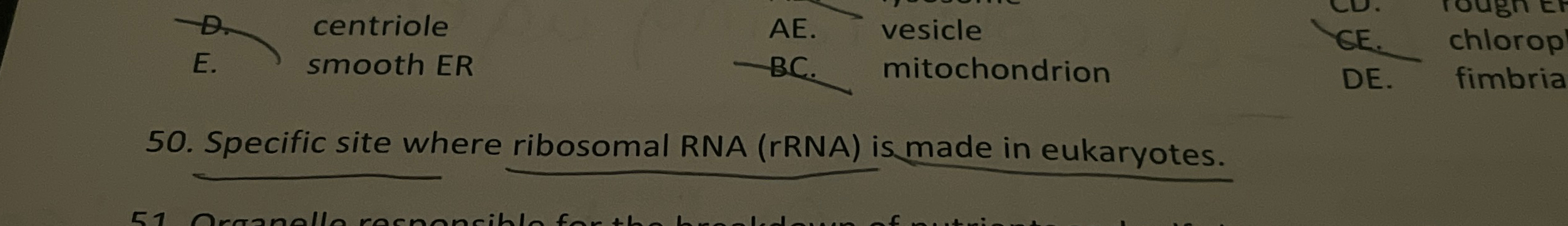 Solved Specific site where ribosomal RNA (rRNA) ﻿is made in | Chegg.com