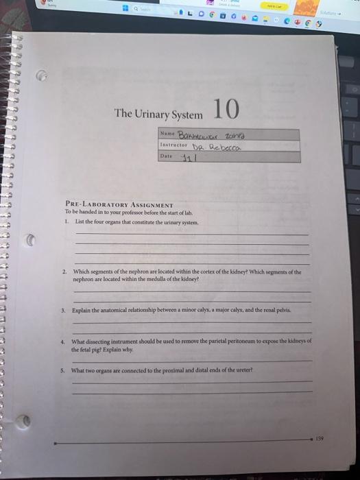 Solved The Urinary System 10 Pre-Lahoratory Assignment To be | Chegg.com
